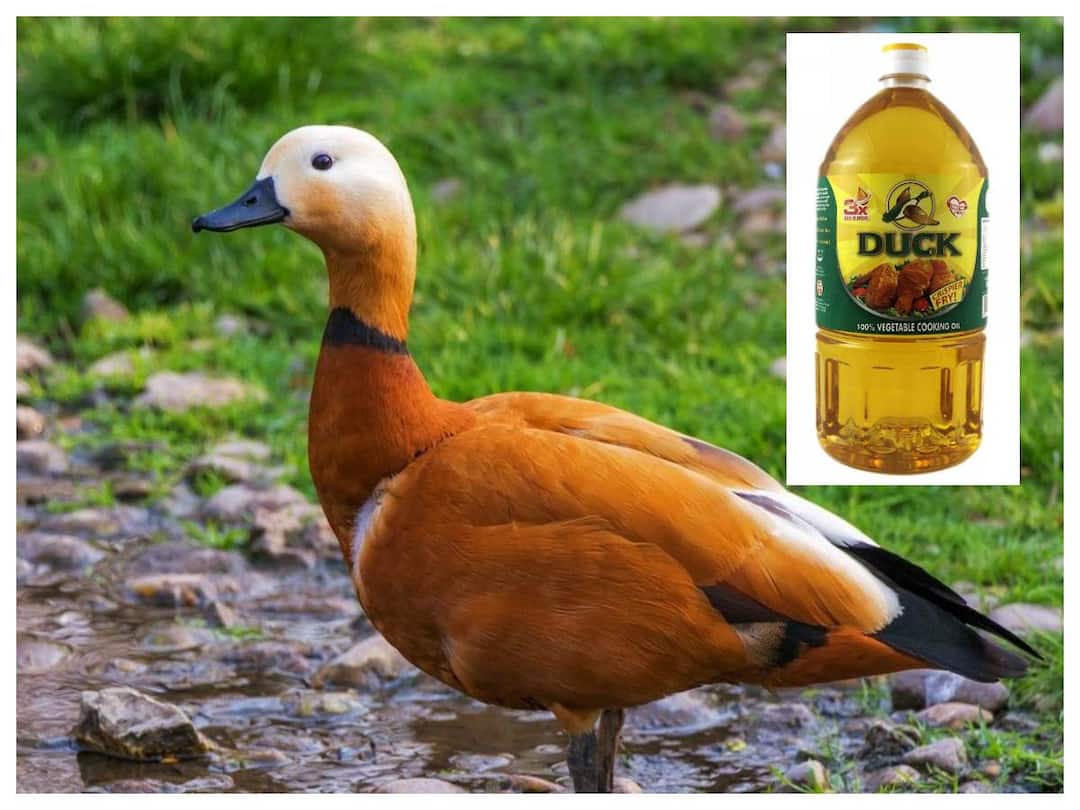 Know about duck oil? It has many wonderful benefits | Duck Oil: బాతు ...