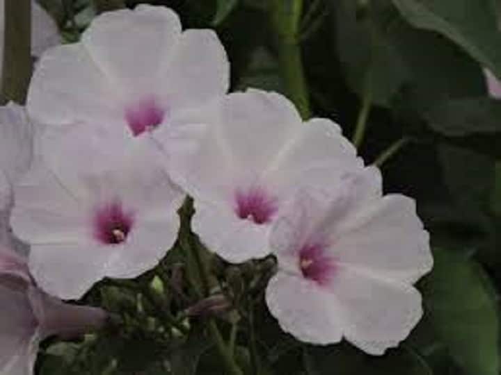 General Knowledge Shameless plant interesting names a plant reason ...