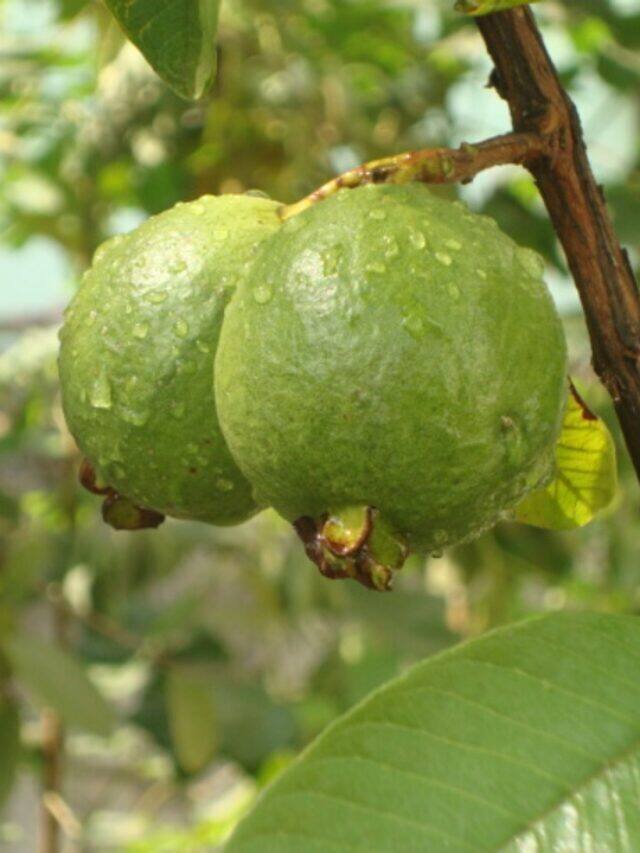 benefits of Guava all you need to know