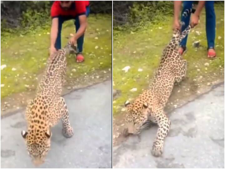 man pulling leopard tail and dragging video viral on social media ...