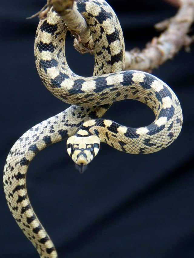 పాము కడుపులో కొండ చిలువ, ఎక్స్‌రే చూస్తే షాకవుతారు