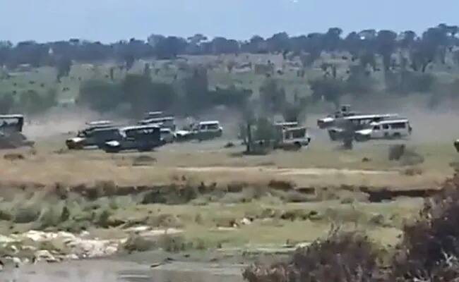 tourists are troubling wild animals at their own homes watching the ...