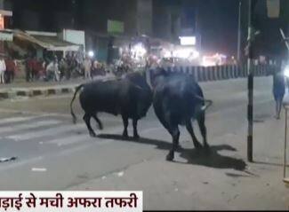UP News: Such a fight between 2 bulls in Baghpat that the crowd ...