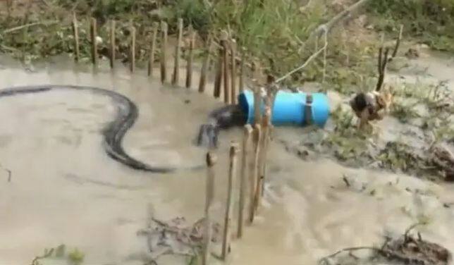 python got stuck in pipe using live chicken desi jugaad video viral ...