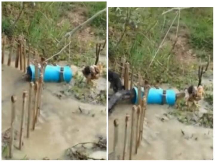 Giant python was easily trapped in trap by Desi Jugaad | Trap Video ...