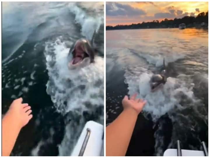 Users Are Crazy On Smile OF Dolphin Chasing The Boat In Viral Video On ...