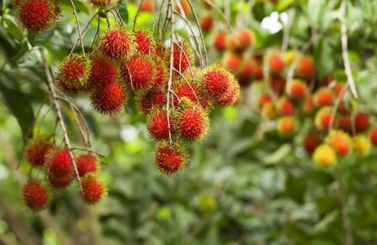 Rambutan fruit of Kerala DNN | Kerala లో దొరికే ఈ రాంబూటన్ ప్రూట్ ...