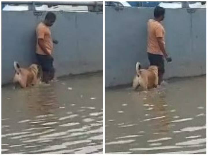 Man Guides Stray Dog Through Waterlogged Street In Bengaluru | Viral Video: पानी में डूबने से ...