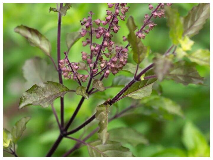 How To Save Tulsi Plant From Dying | Dry Tulsi Plant: तुलसी के पौधे सूख ...