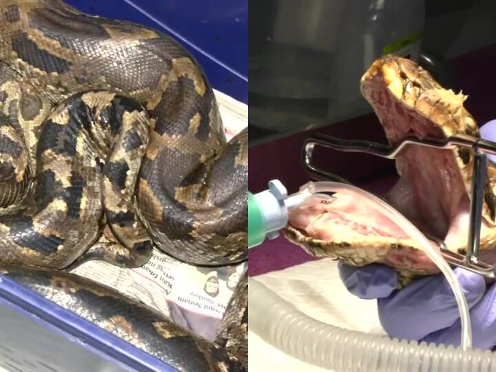 Mumbai Snake is Undergoing Treatment Indian Rock Python Plastic Surgery | Python: जिंदगी की जंग ...