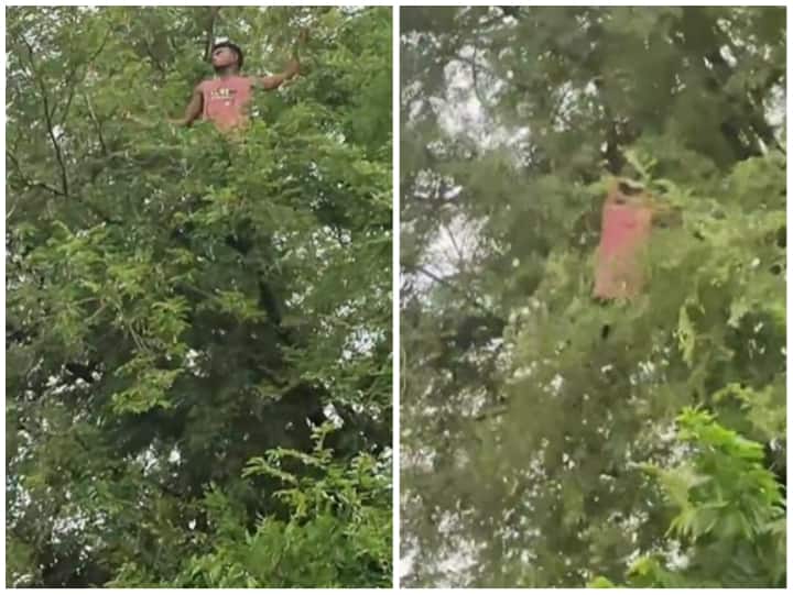 Man Came Down From Tree Within A Second In Viral Video | Video: देखते ...