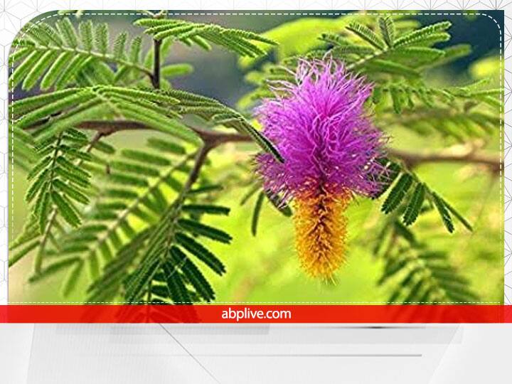 Shami Plant Astrology Benefits know directions and how to plant it in ...