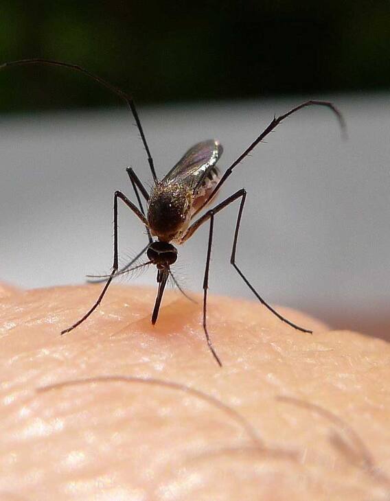 Mosquitoes Disease: Do You Know That A Mosquito Can Be Responsible For These 11 Diseases, Can ...