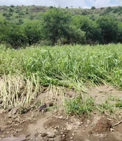 Heavy loss of crops in Parner taluka due to rain | Photo : पावसामुळं ...