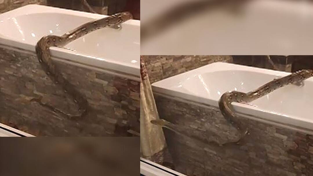 12-ft-long python slithers into woman’s bathroom netizens are concerned ...