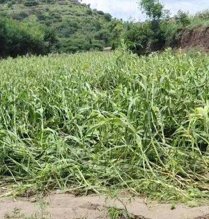Heavy loss of crops in Parner taluka due to rain | Photo : पावसामुळं ...