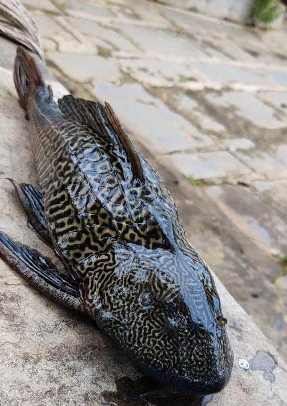 Chhattisgarh Villagers worship Bodh fish in Bastar ANN | Bastar News ...