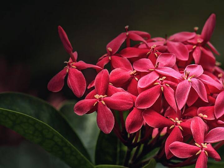 Vishnu ji five favorite flowers benefit offer in every thurday to get ...