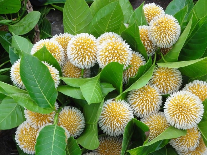 Vishnu ji five favorite flowers benefit offer in every thurday to get ...