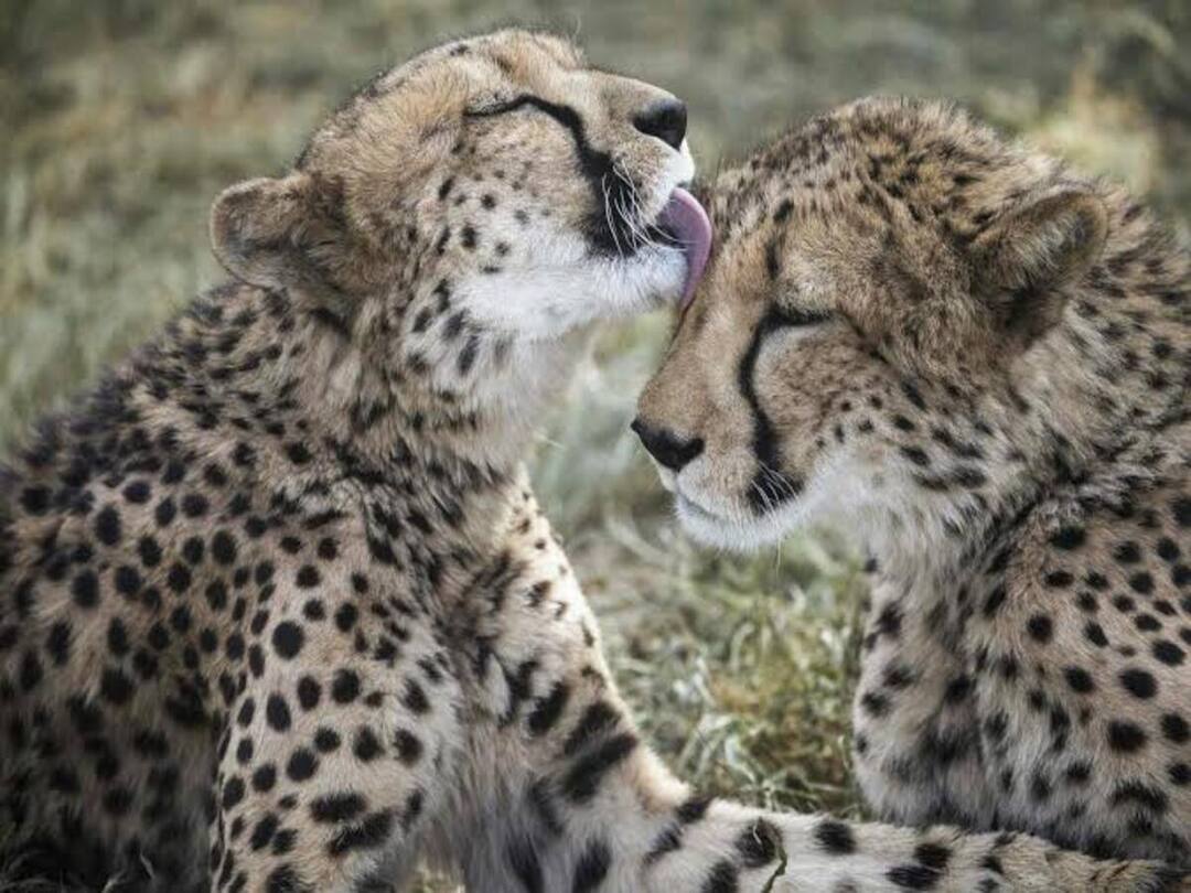 Cheetahs To Travel From Namibia To India will have to spend their ...