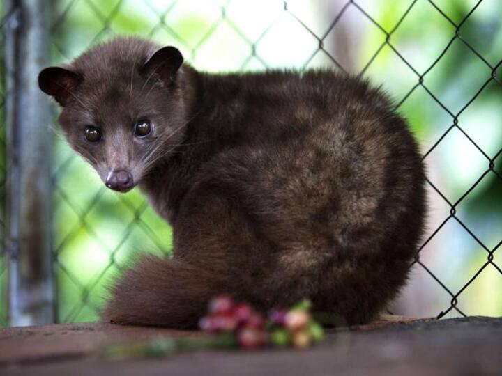 Amreli Pania Wildlife Sanctuary is famous for Chinkara wildlife and ...