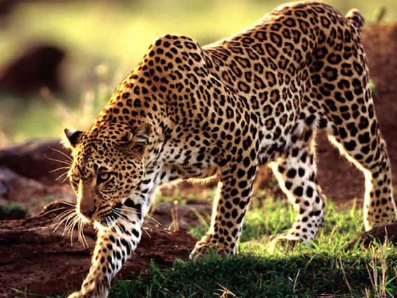 Amreli Pania Wildlife Sanctuary Is Famous For Chinkara Wildlife And ...