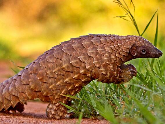 Amreli Pania Wildlife Sanctuary Is Famous For Chinkara Wildlife And ...