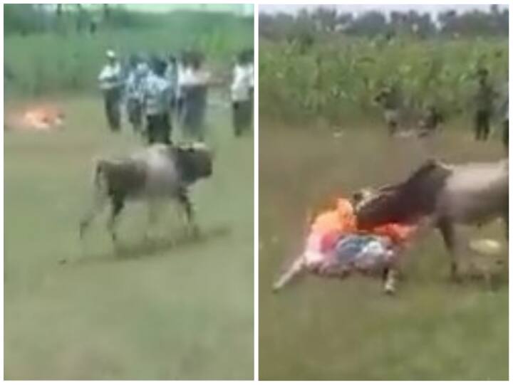 Cow gets emotional and Crying over death of his owner | Video: मालिक की ...