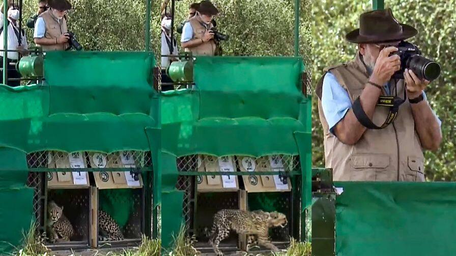 In Pics Narendra Modi releases 8 cheetahs brought from Namibia at Kuno ...