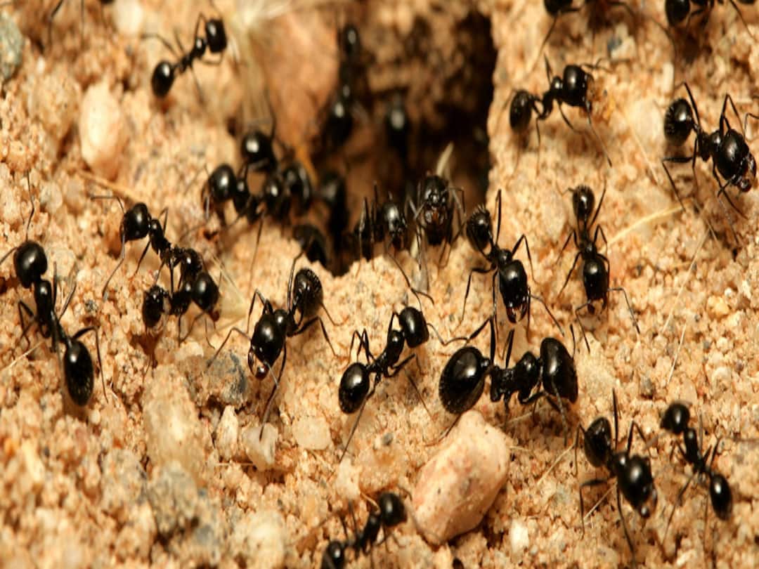 viral ants population on earth 20 quadrillion ants on earth research ...