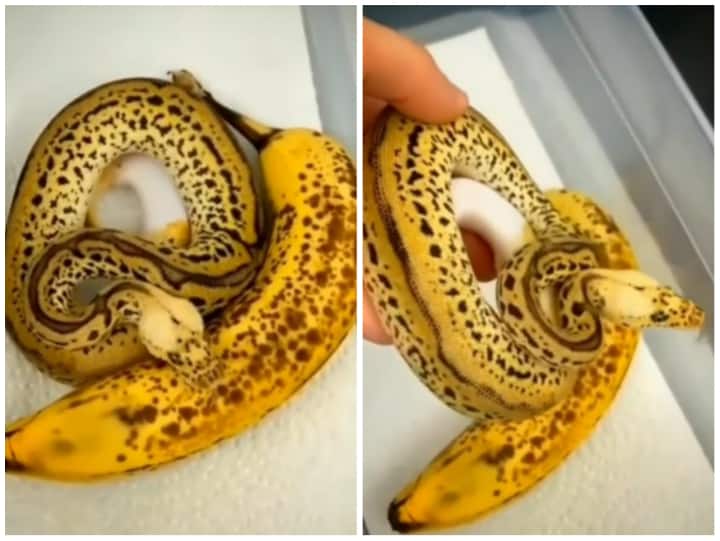 Social media users were surprised to see a snake that looks like a ...