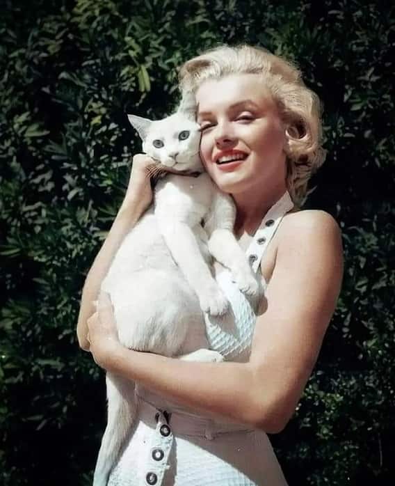 Marlin Manore: In Pics Biopic Of Marlin Manroe Blonde Movie Starring ...