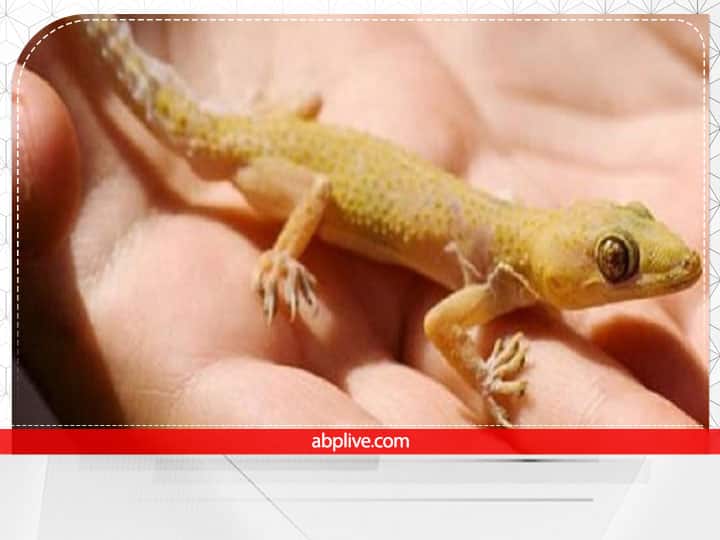 Lizard falling meaning on body parts predictions in hindi shubh ashubh ...