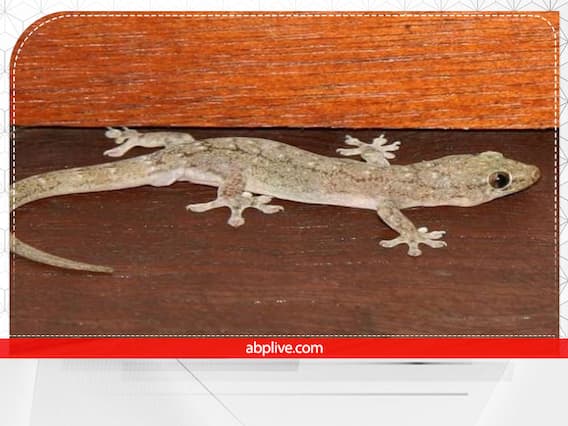 Lizard Falling Meaning On Body Parts Predictions In Hindi Shubh Ashubh ...