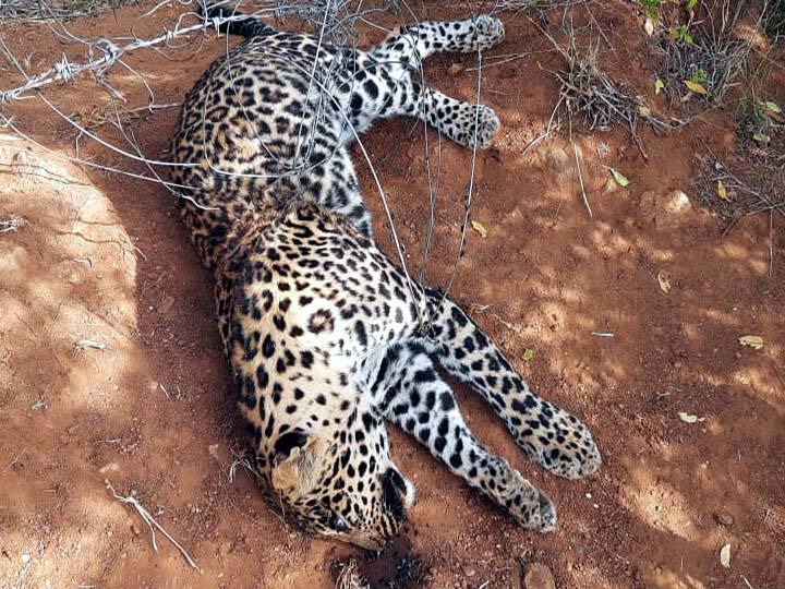 Theni: 2-year-old leopard died after getting caught in a solar electric ...