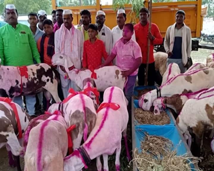 A grand goat and sheep festival on the occasion of the Biroba Yatra at ...
