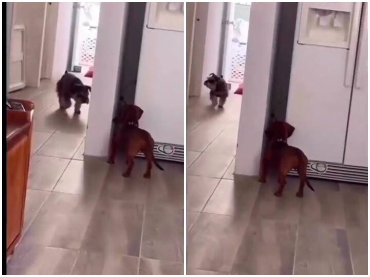 pet dogs play hide and seek cute viral video on social media | लुका ...