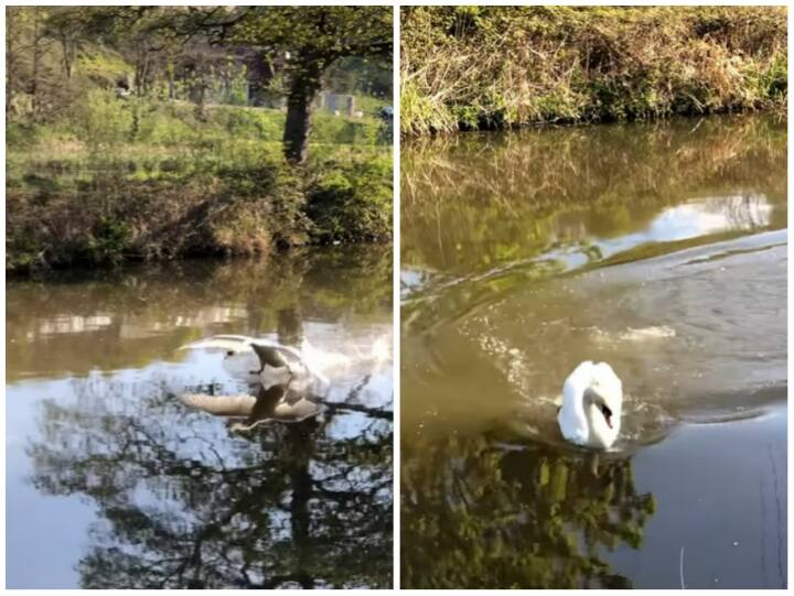 swan was seen landing on the water in a strange way | Video: अजीबोगरीब ...