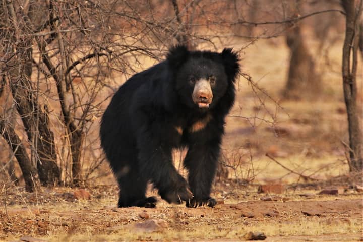 Rajasthan Species of animals growing in Chambal | In Photos: चंबल में ...