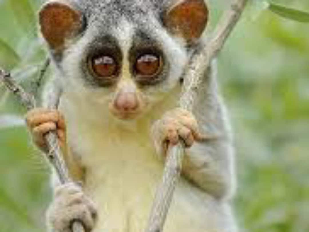 slender loris sanctuary a rare species sanctuary set up in karur ...