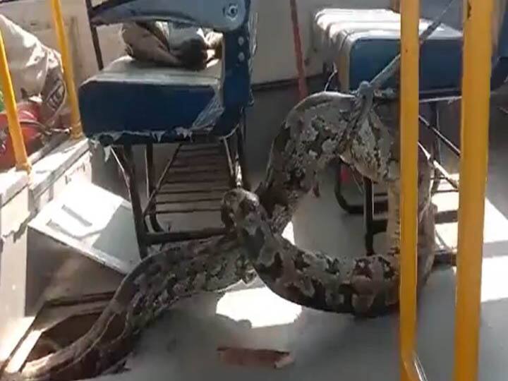 Python in the engine of the school bus at Rai bareli rescue video goes ...