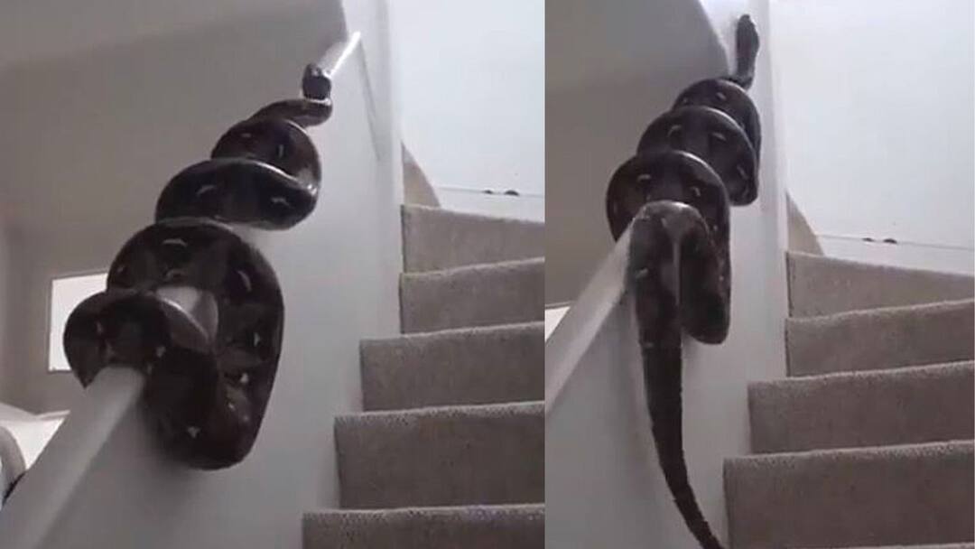 Viral Video Of Huge Python Slithering Across Wall Horrifies Internet ...