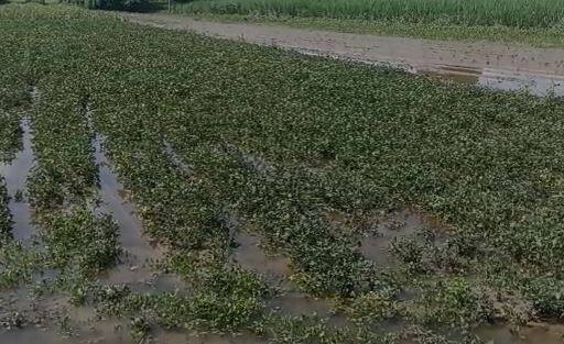 Flooding of Karha river in Baramati taluka, damage to agriculture ...