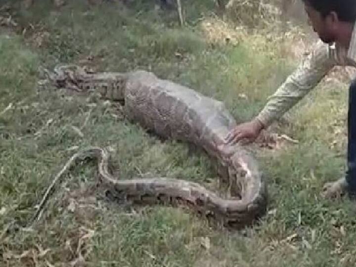 Viral Video 15-Foot-Long Python Gobbles Goat at Kanpur University ...