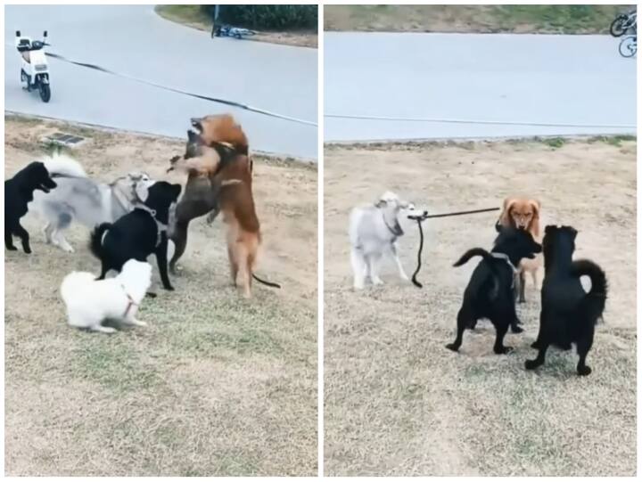 Fierce fight between two dogs then other dog intervened video goes ...