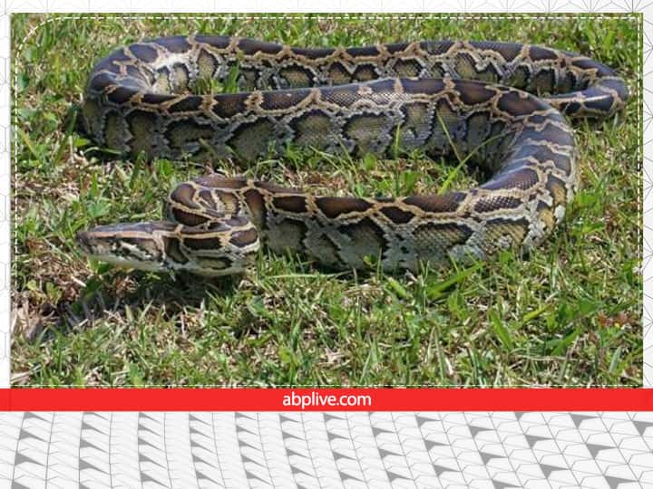 54-year-old woman in Indonesia was eaten alive by a 22-foot python ...