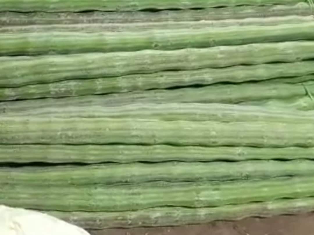 Karur, due to insect attack, drumsticks are less in supply, sold at Rs ...