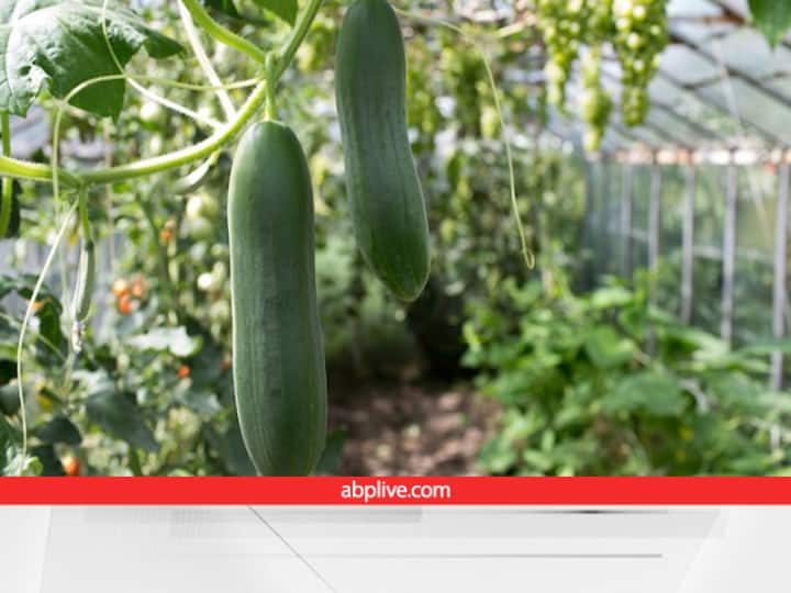 ICAR Pusa Institute Scientist Develop Advanced Variety Seedless Cucumber DP6 | Seedless Cucumber ...