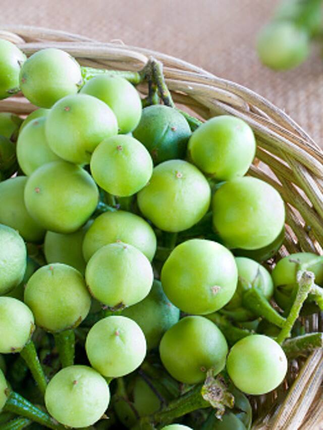 benefits of eating turkey berry all you need to know