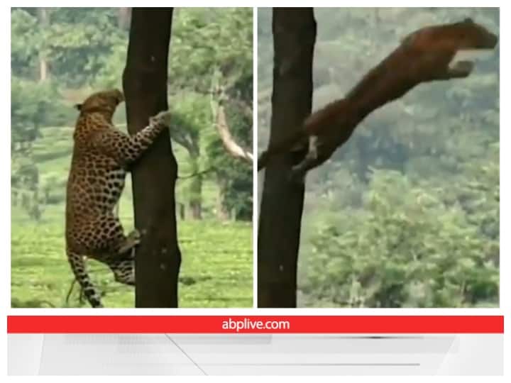Leopard jumped from one tree to another tree like monkeys video goes ...